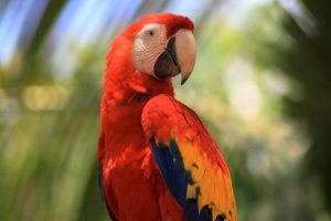 20 amazing animals you should see in Central America - Adventurous Miriam