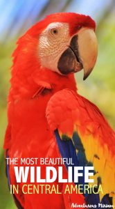 20 amazing animals you should see in Central America - Adventurous Miriam