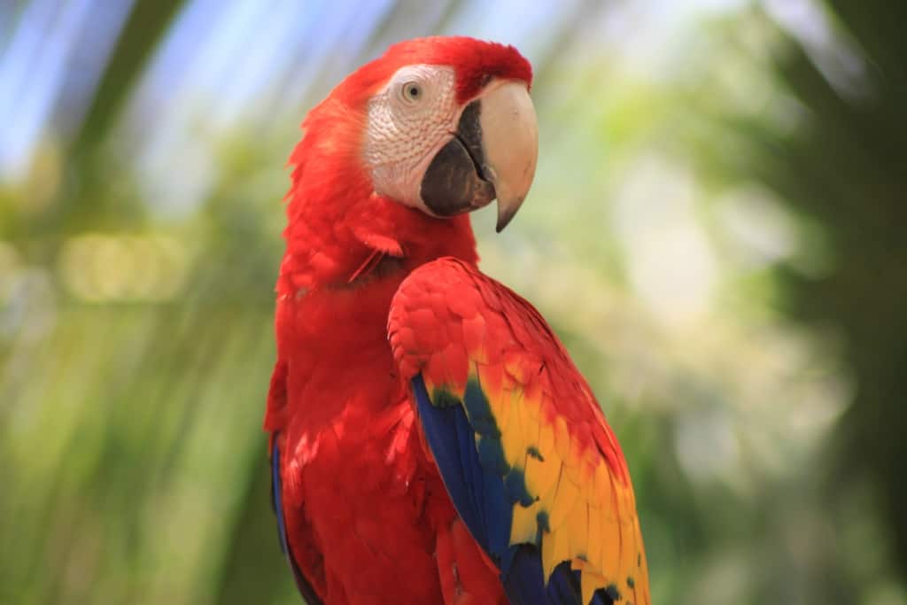 The most amazing things to do in Roatan, Honduras' paradise ...