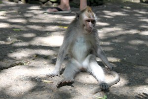 Tips for visiting the notorious Ubud Monkey Forest in Bali ...