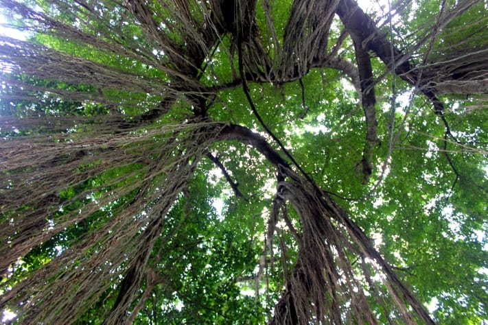 Tips for visiting the notorious Ubud Monkey Forest in Bali ...