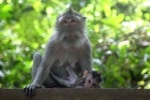 Tips for visiting the notorious Ubud Monkey Forest in Bali ...