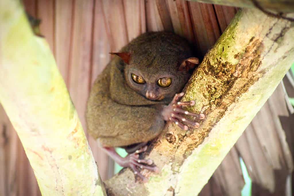 Philippine Tarsier - The cutest animal alive - Adventurous Miriam