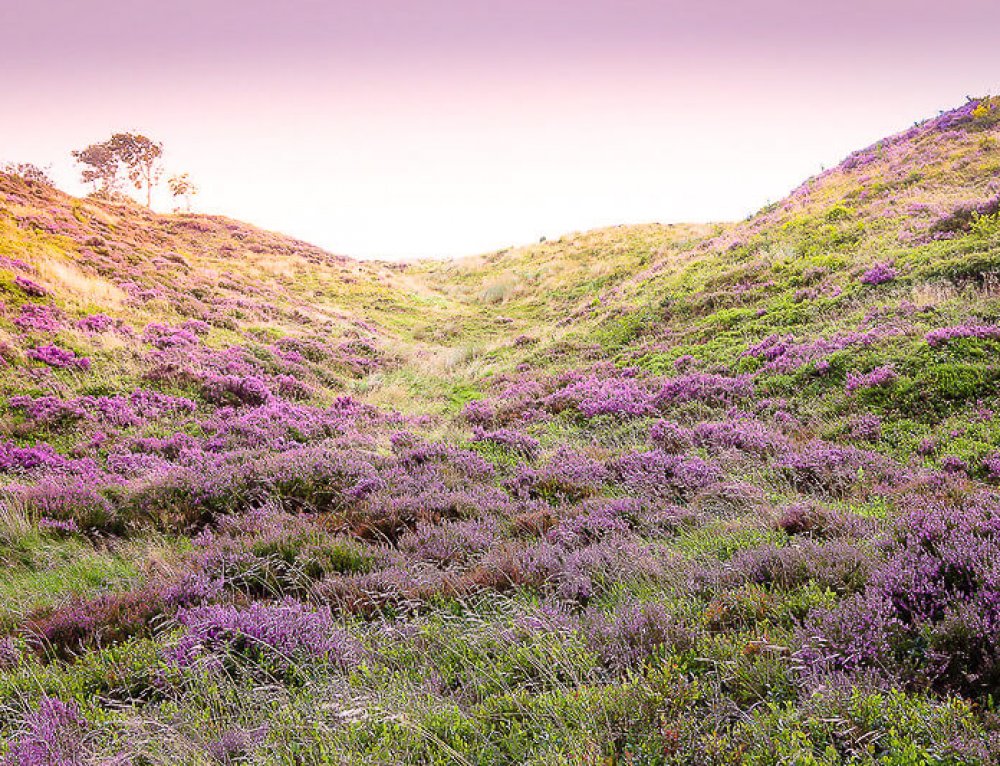 How to visit Råbjerg Mile - Denmark's largest sand dunes - Adventurous ...