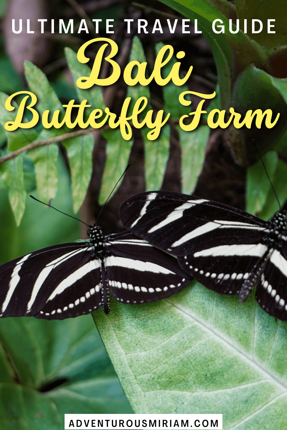 How to spend an amazing day at the Butterfly Park, Bali - Adventurous ...