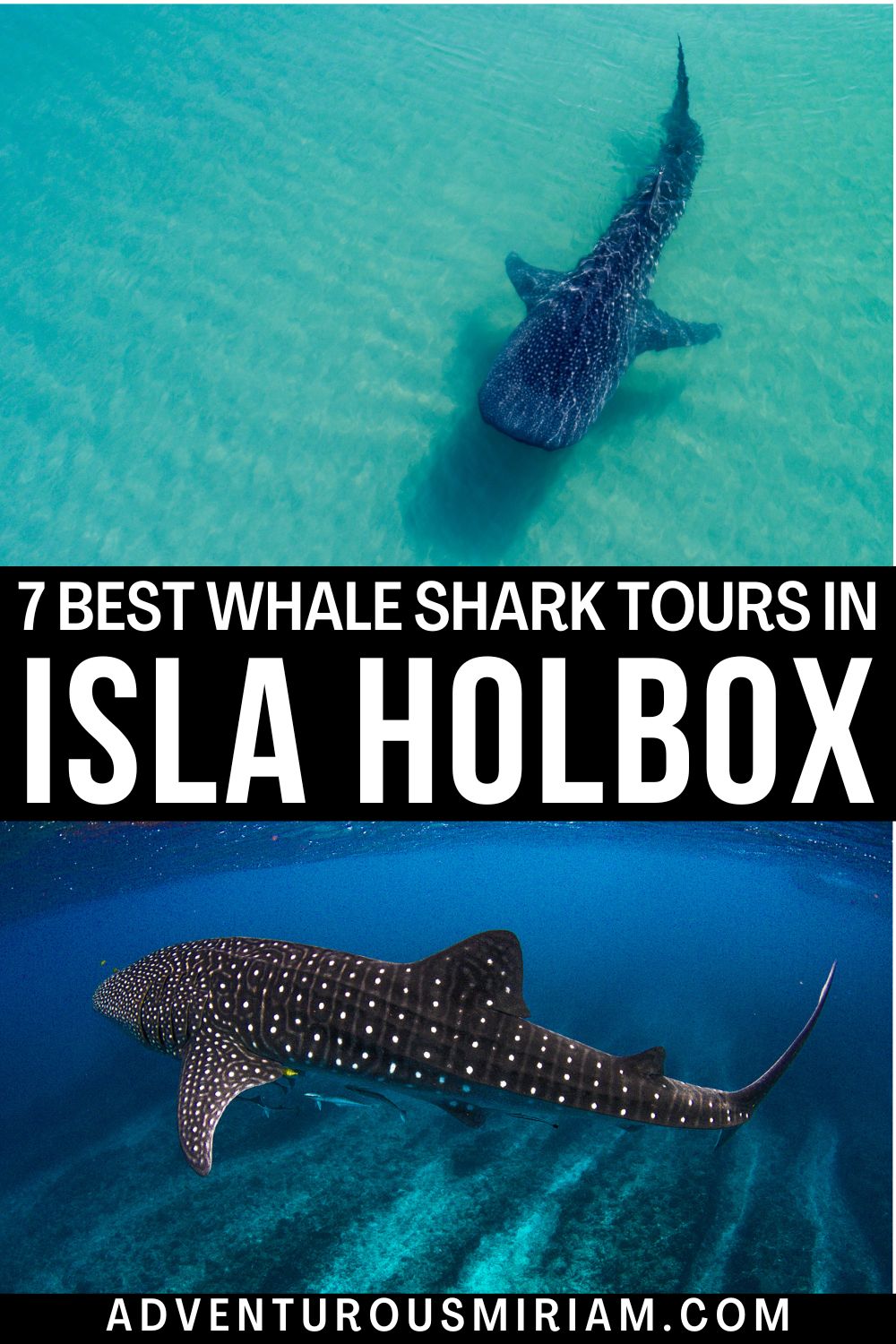 7 best whale shark tours from Holbox Island, Mexico - Adventurous Miriam